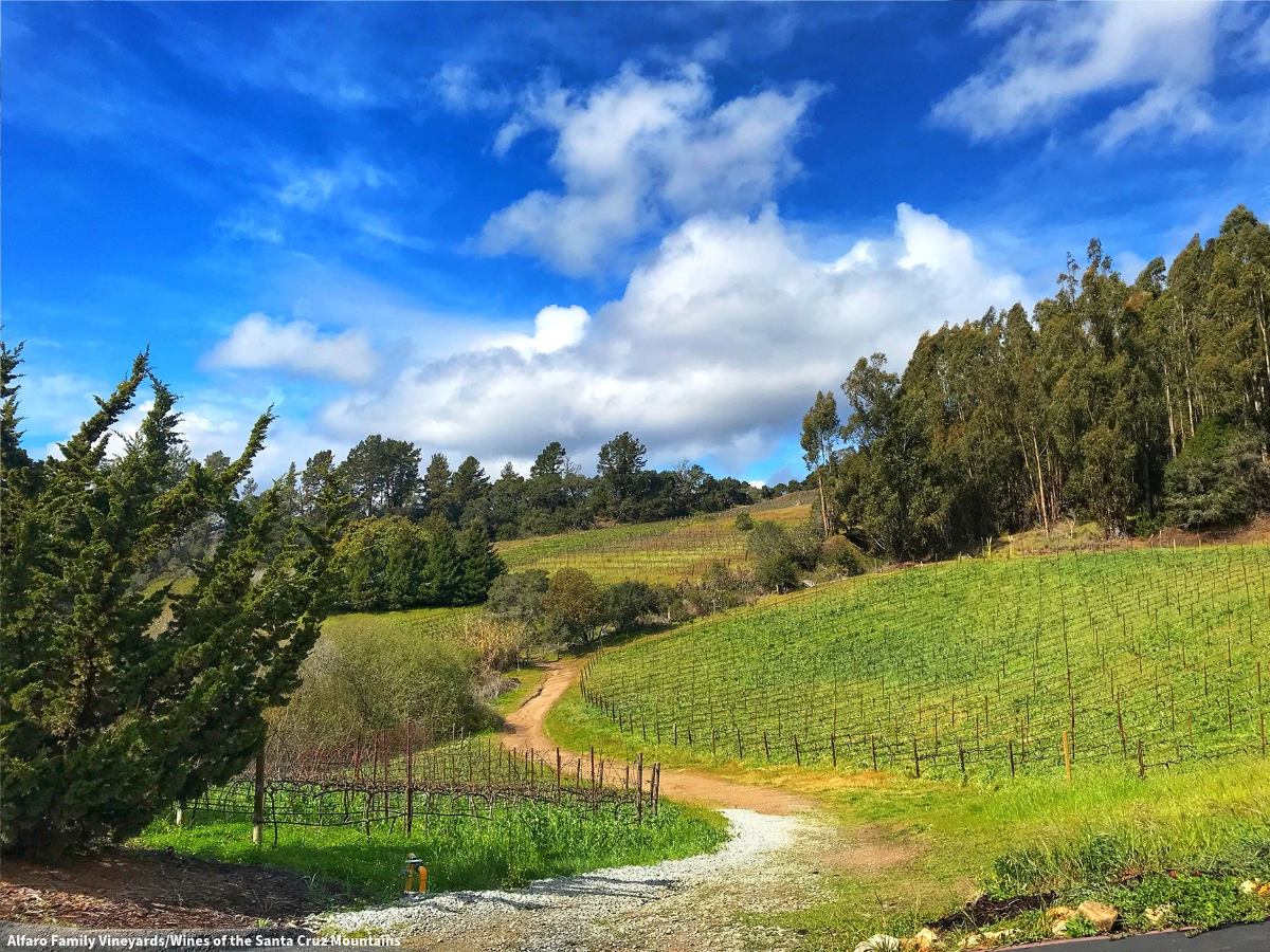 Santa Cruz Mountains AVA: California’s Lesser Known Wine Region ...