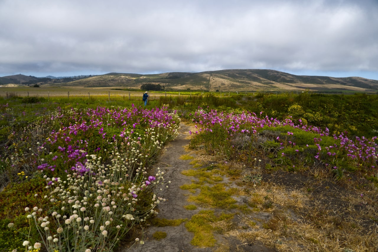Day Trips and Sips: A Coastal Hike and Barnyard Fun in Half Moon Bay ...