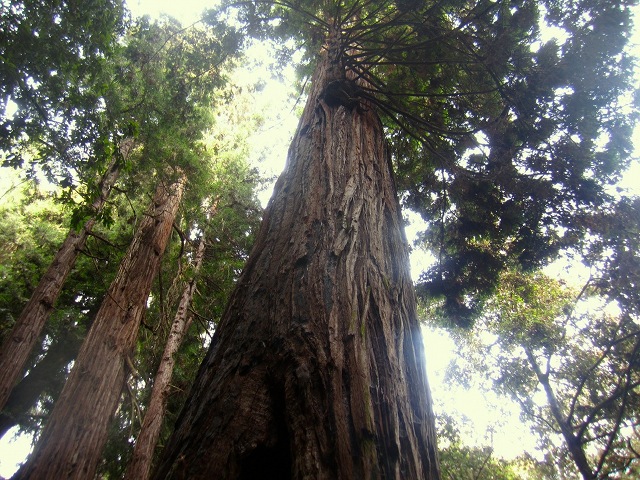 Sempervirens Fund | Silicon Valley