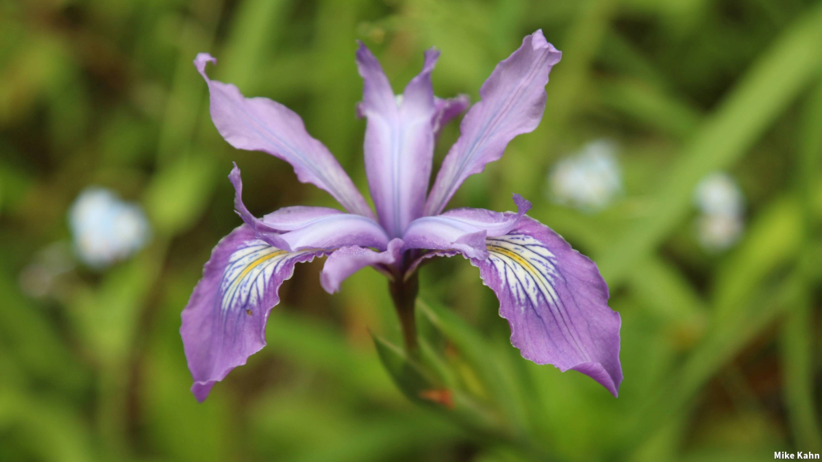 Product Launch: Find & Protect Wildflowers with BloomTracker | Silicon ...