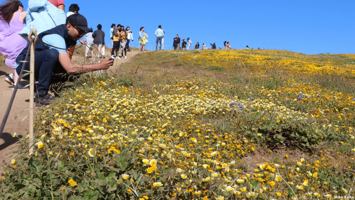 Product Launch: Find & Protect Wildflowers with BloomTracker | Silicon ...