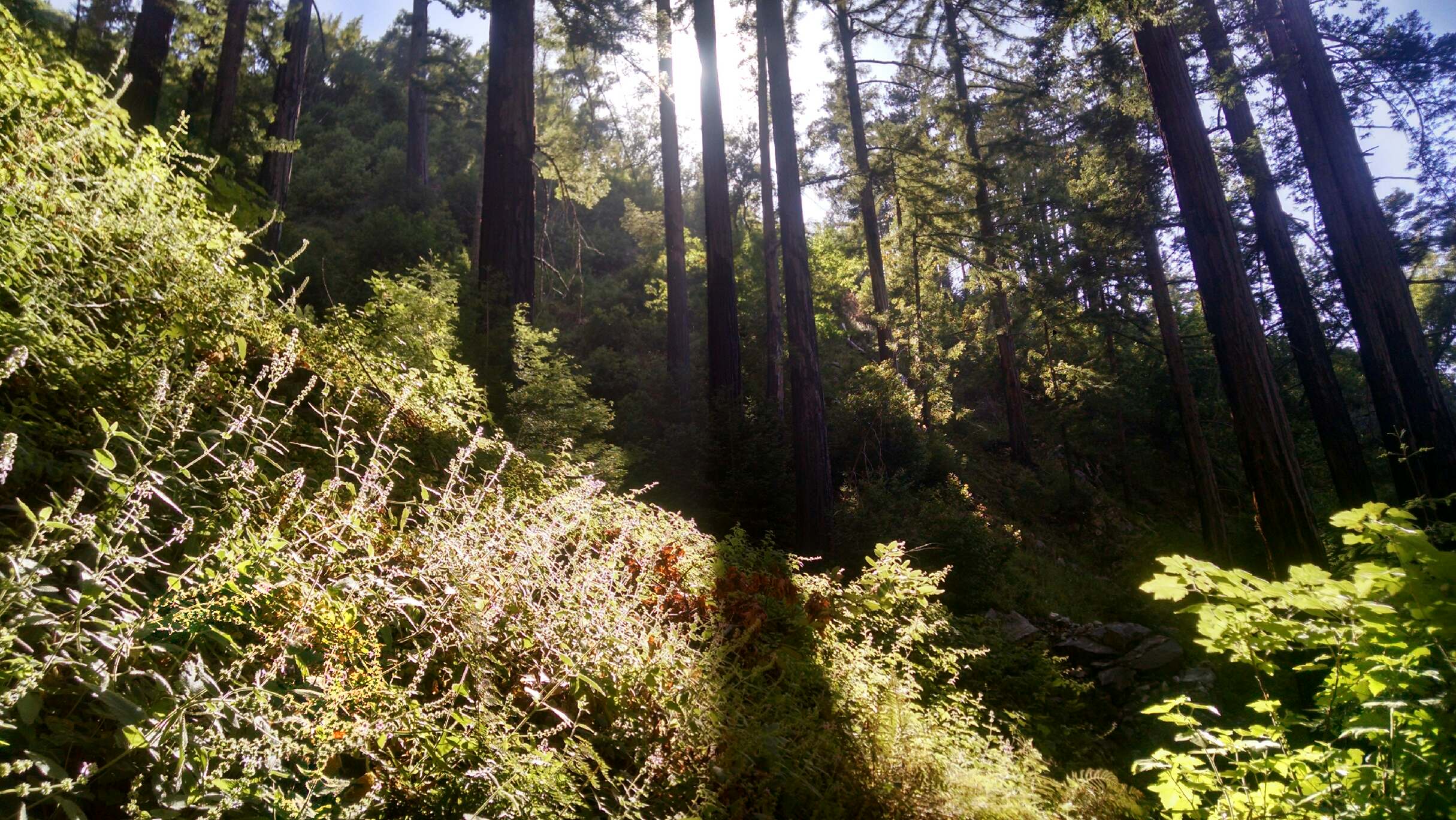 Sykes Camp: Loved to Death? | Silicon Valley